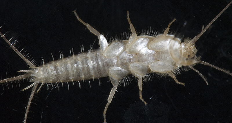 Wie is Zilvervis? | Zilvervis