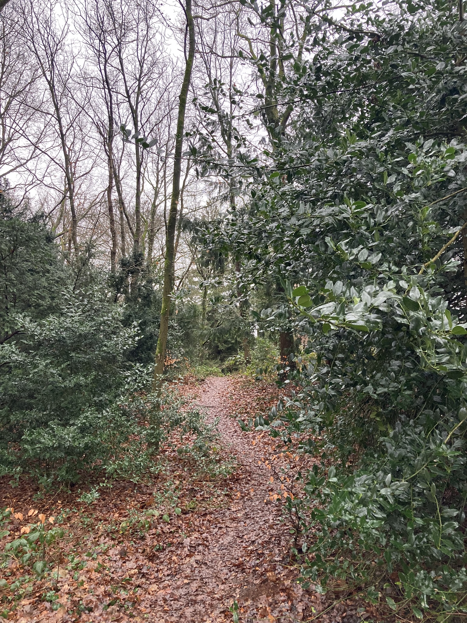 Zilvervis | Fundgrube voor kamerreizigers