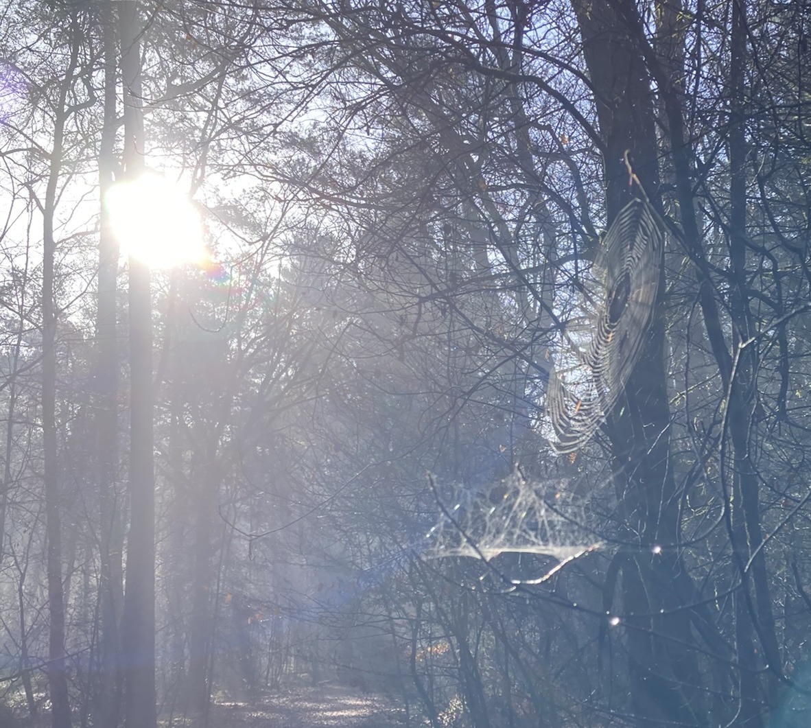 Zilvervis | Fundgrube voor kamerreizigers