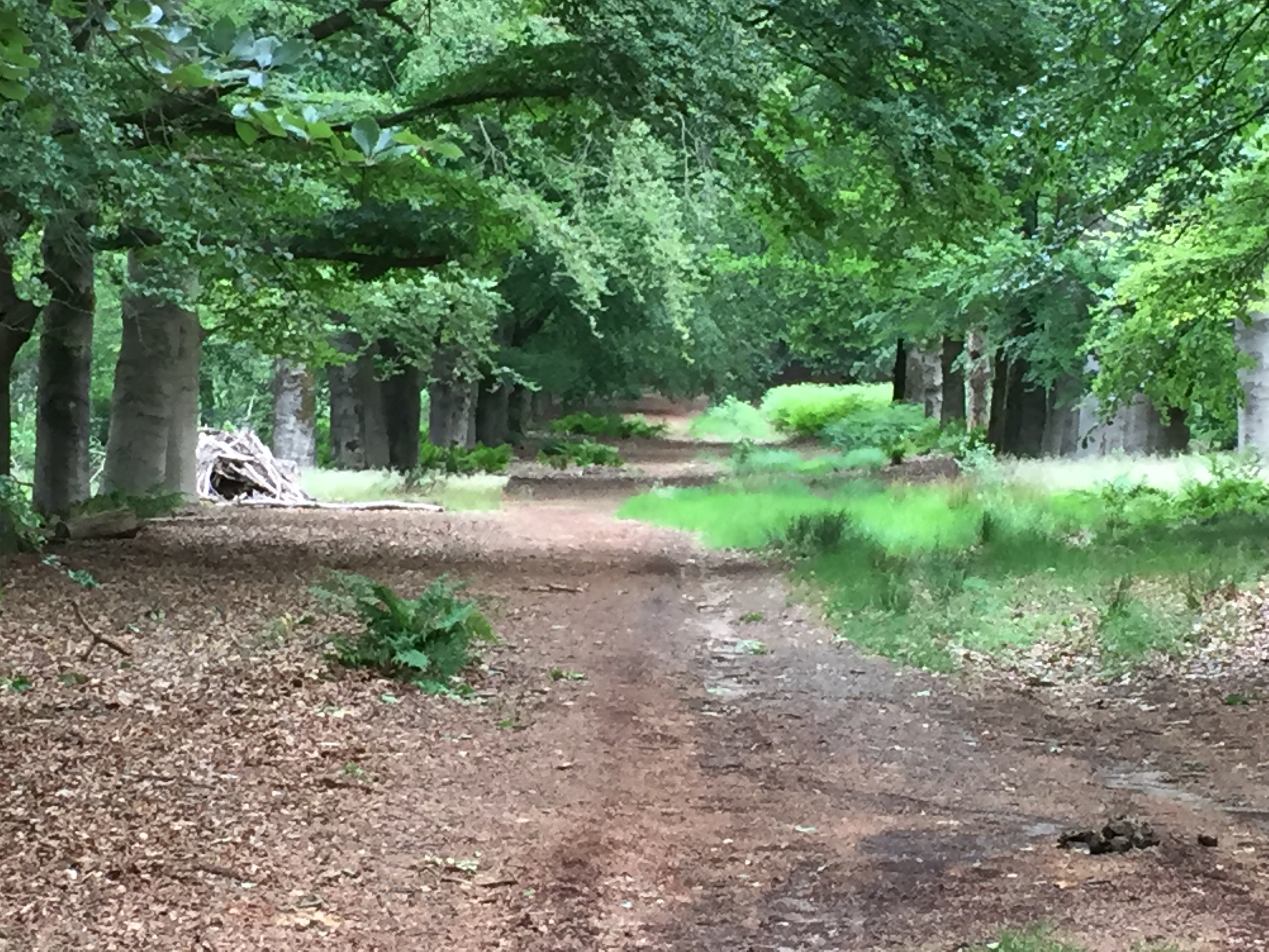 Zilvervis | Fundgrube voor kamerreizigers